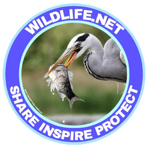 Wildlife Fact Files | Wildlife.net