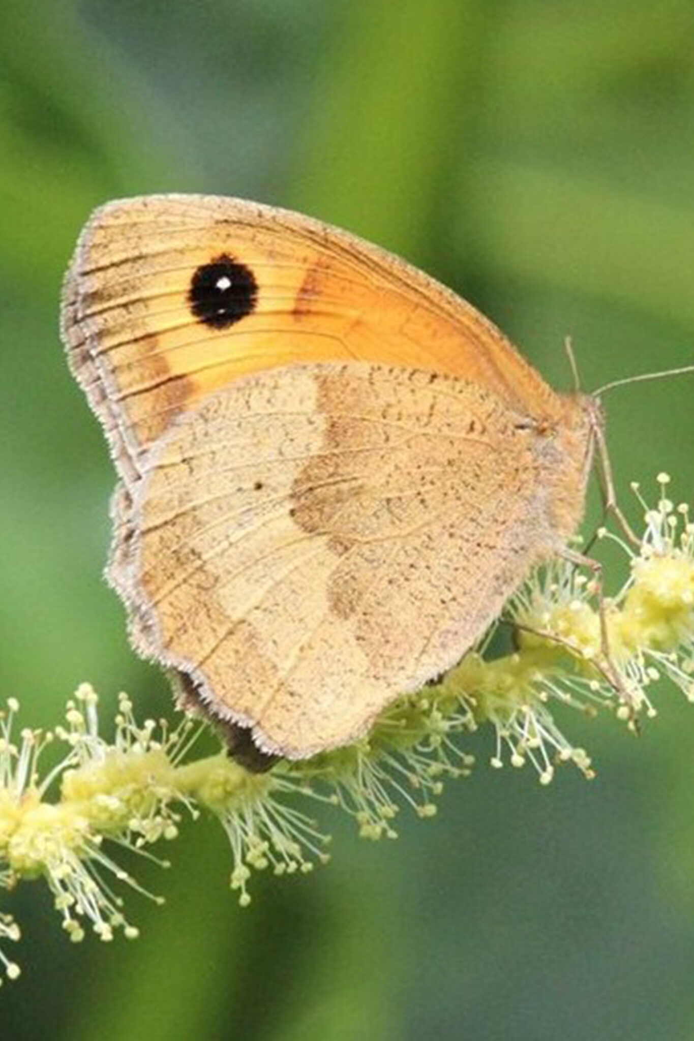 Wildlife Fact Files | Wildlife.net