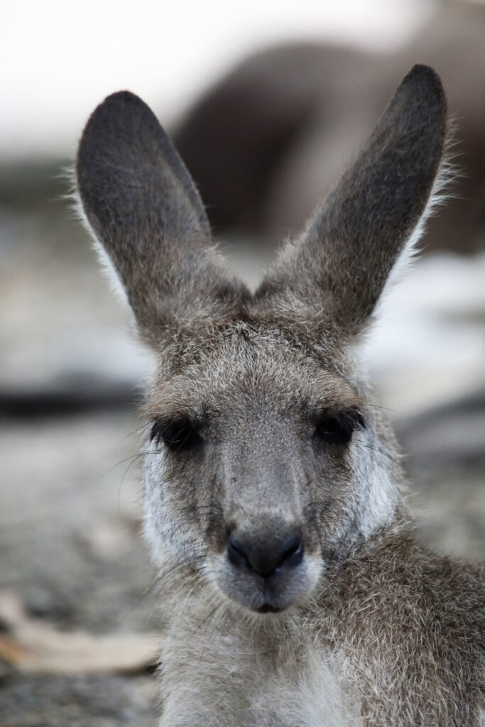 Wildlife Network, UK | Wildlife.net